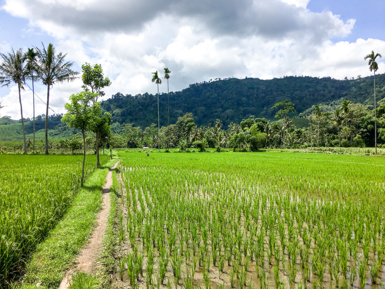 Rondreis Oost-Java: een reisroute langs vulkanen en stranden