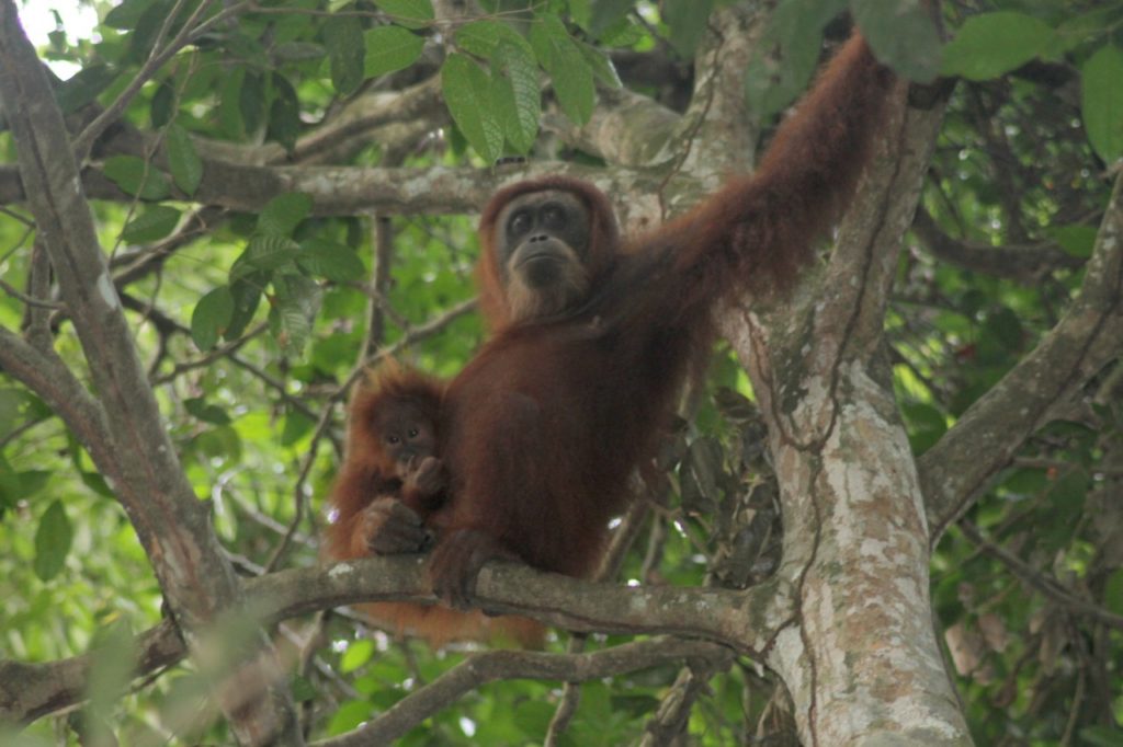 Reisroute Sumatra: backpacken van noord naar west + tips